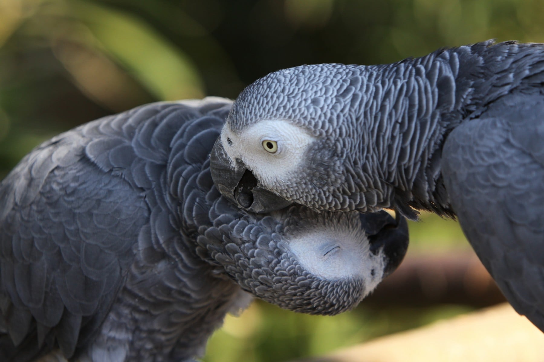 Blue African Grey Parrot