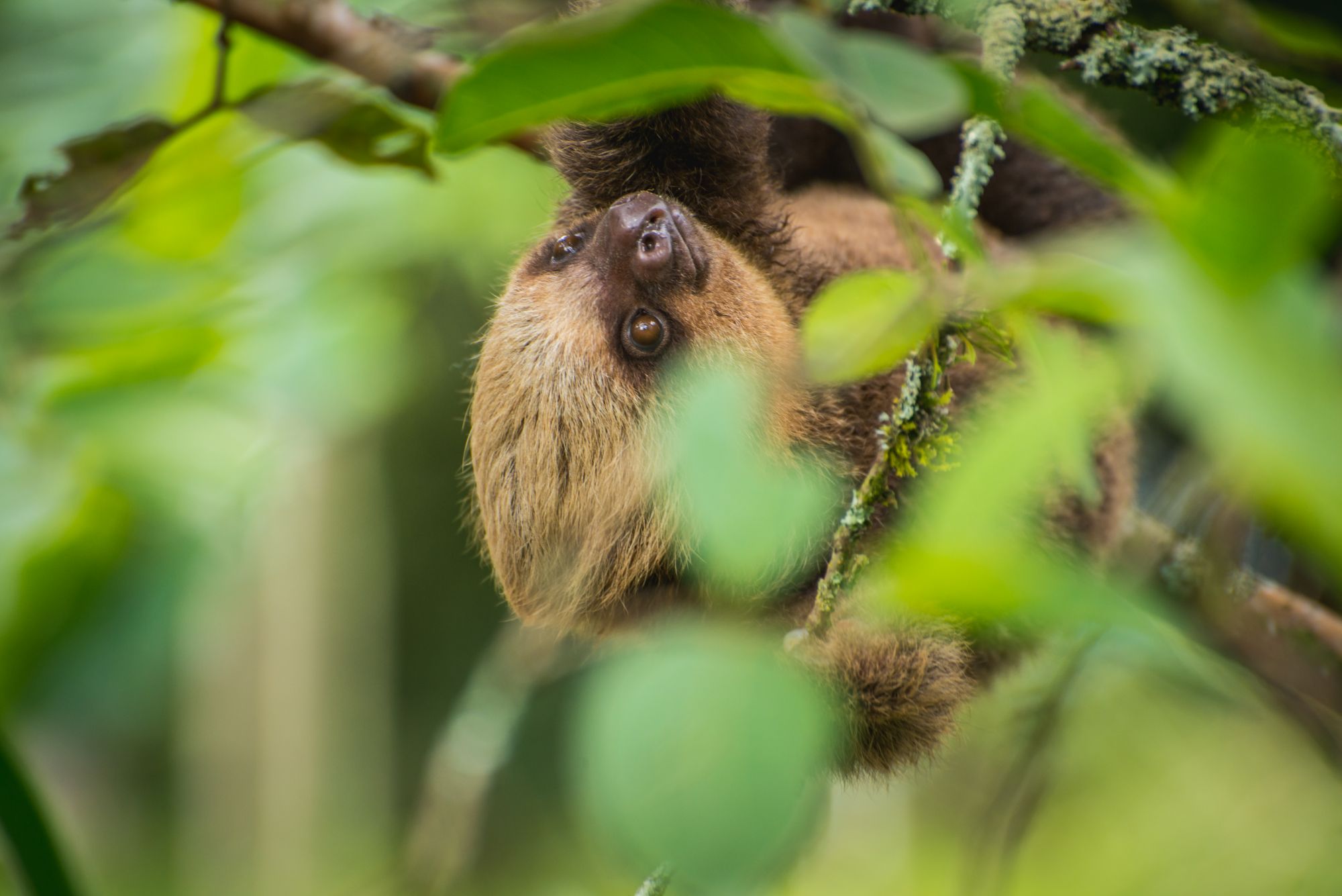 Over 30 wild sloths died at Florida’s Sloth World