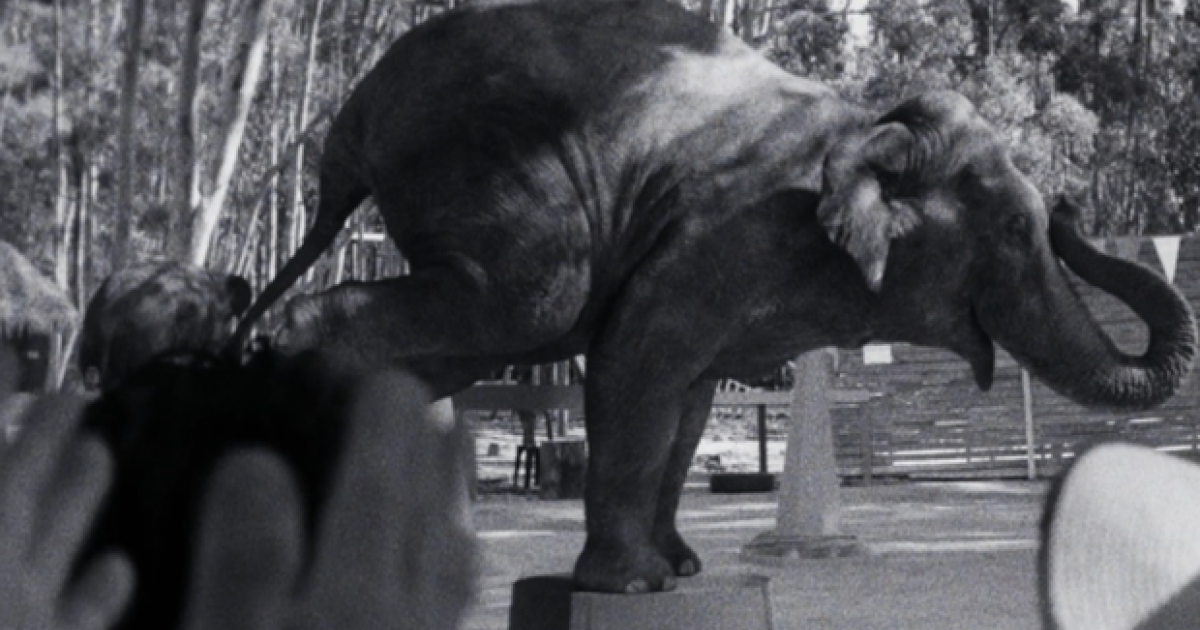 Cutting edge and cruelty-free – charity brand film calls out animal ...