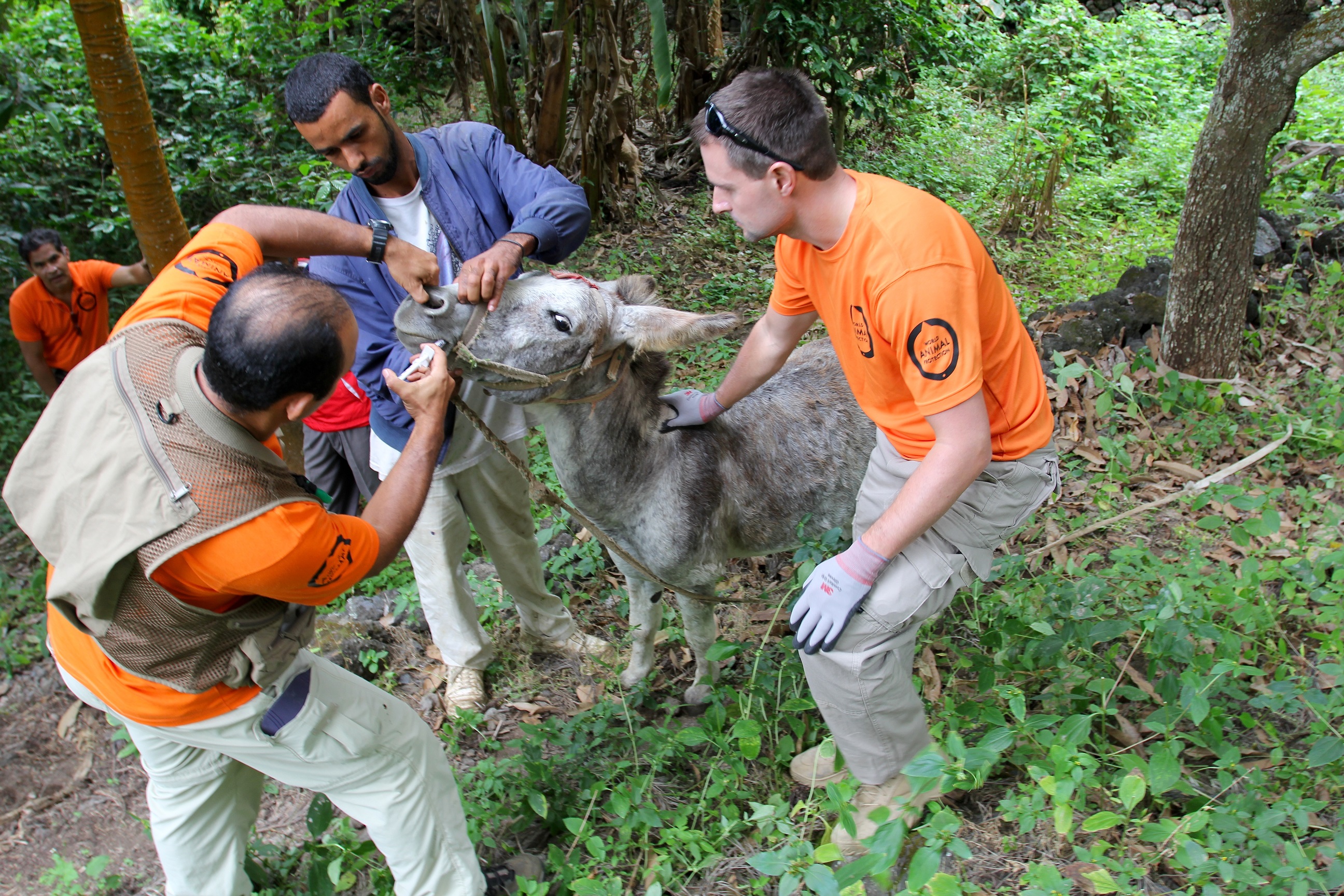 Protecting animals in Cabo Verde: Day 2 of our response to the Fogo ...