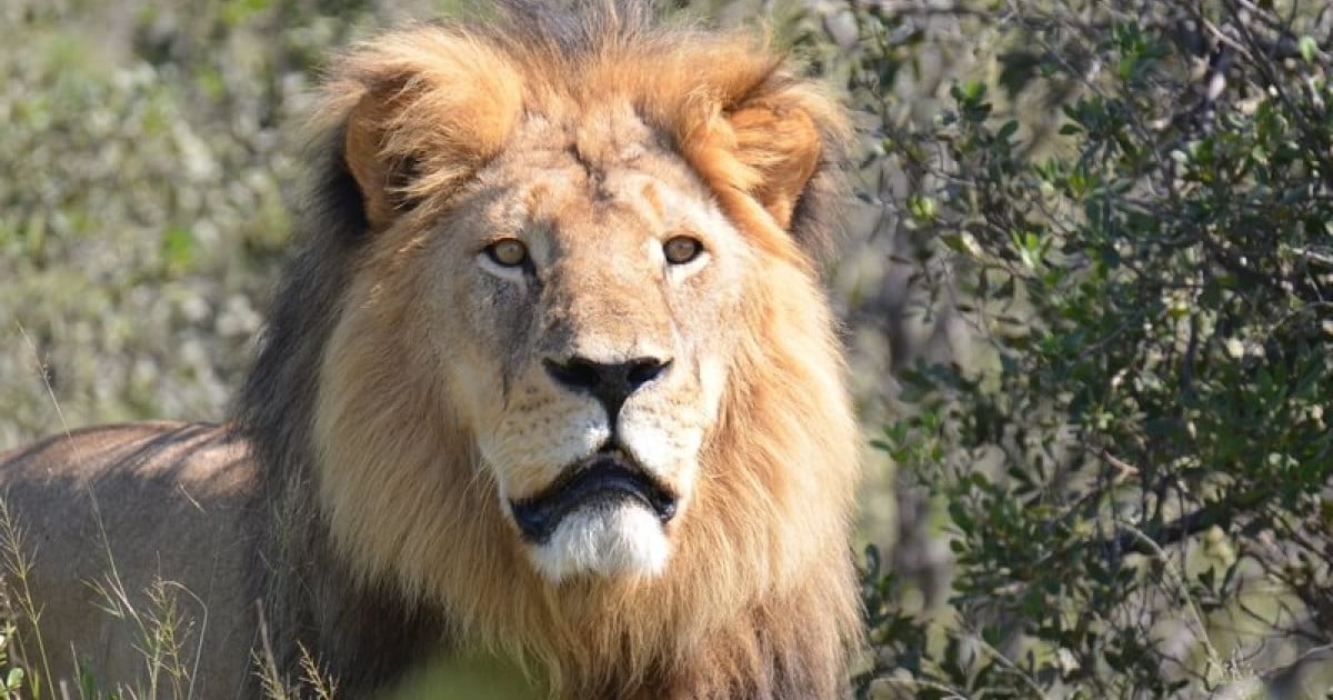 Trophy Hunting: The Killing of Cecil the Lion