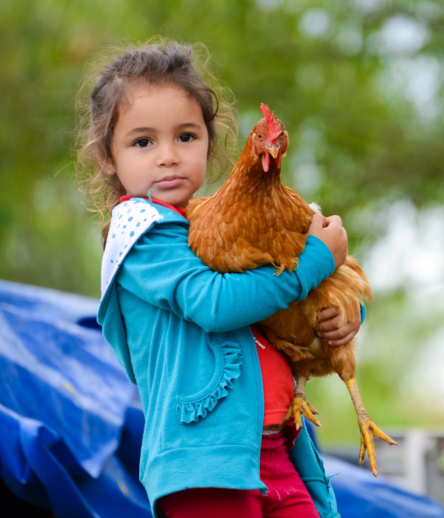 The inner lives of chickens: intelligence, self-control and empathy