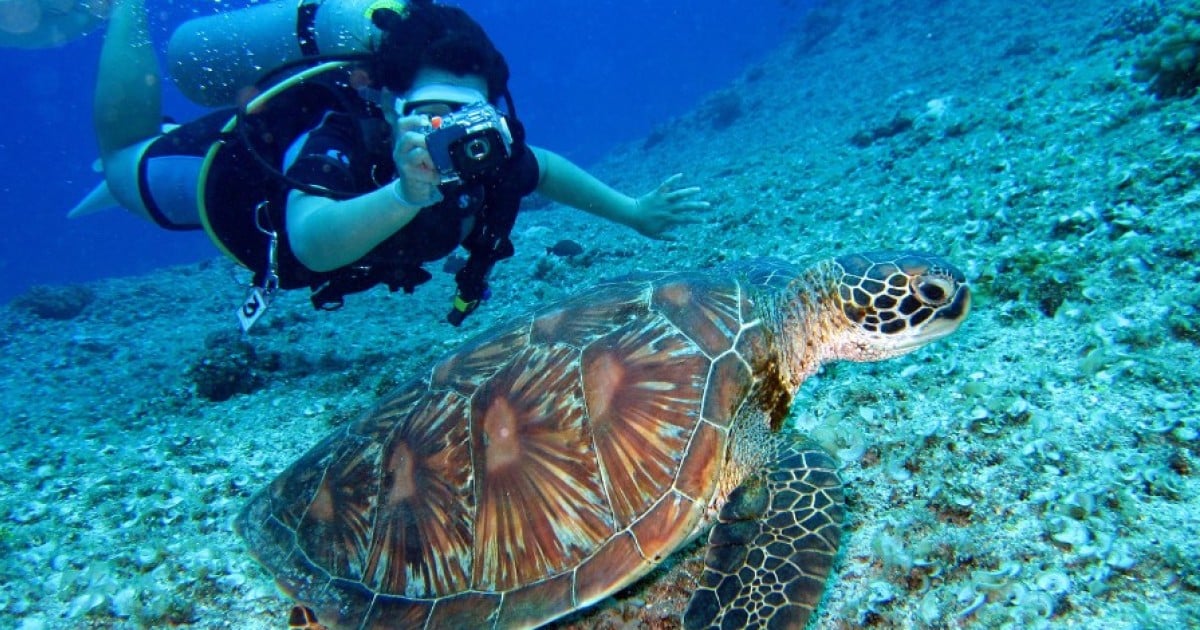 What ecotourism is and why it *must* include protecting wildlife