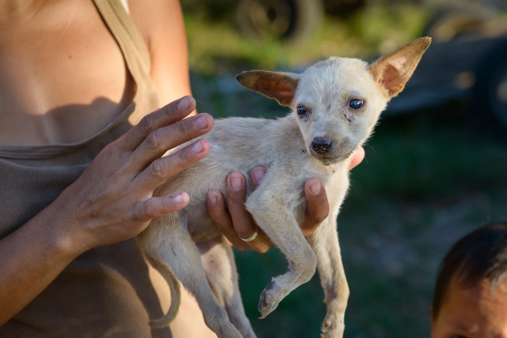 Rescuing burnt and injured animals in the Philippines after Mayon ...