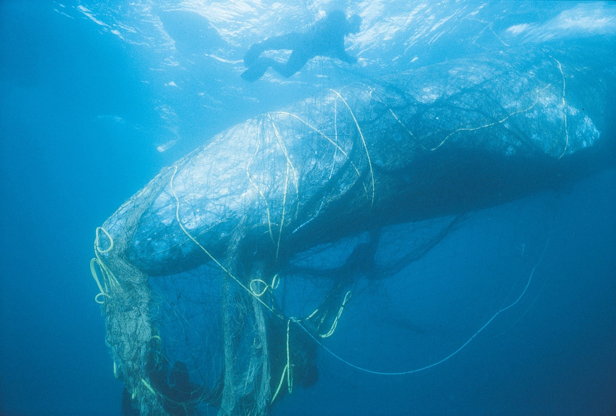 33ft sperm whale trapped in discarded fishing net dies