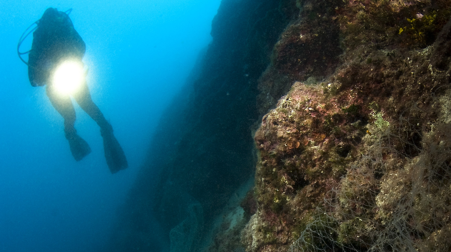 What is the Ocean's Scariest Predator?