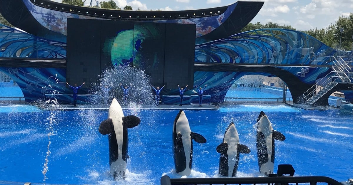 SeaWorld exposed by the Blackfish documentary