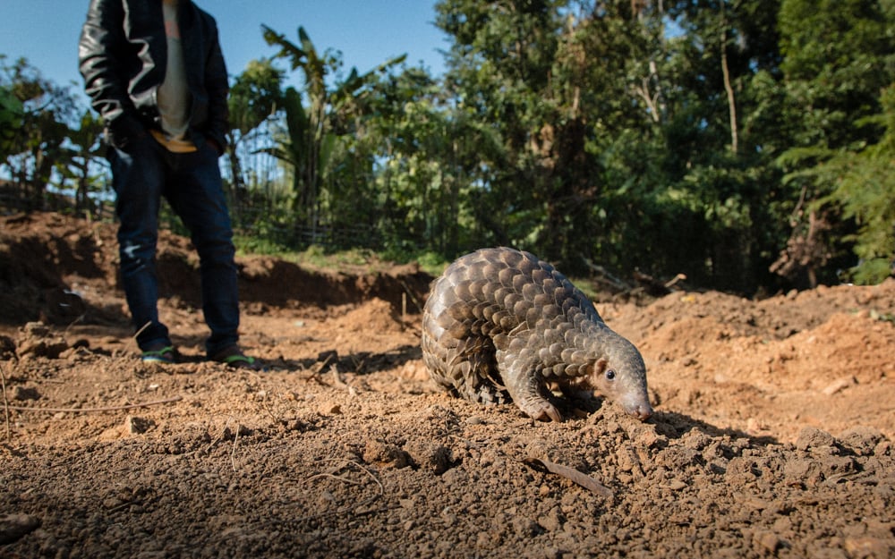 Pangolin documentary highlights the threats they face