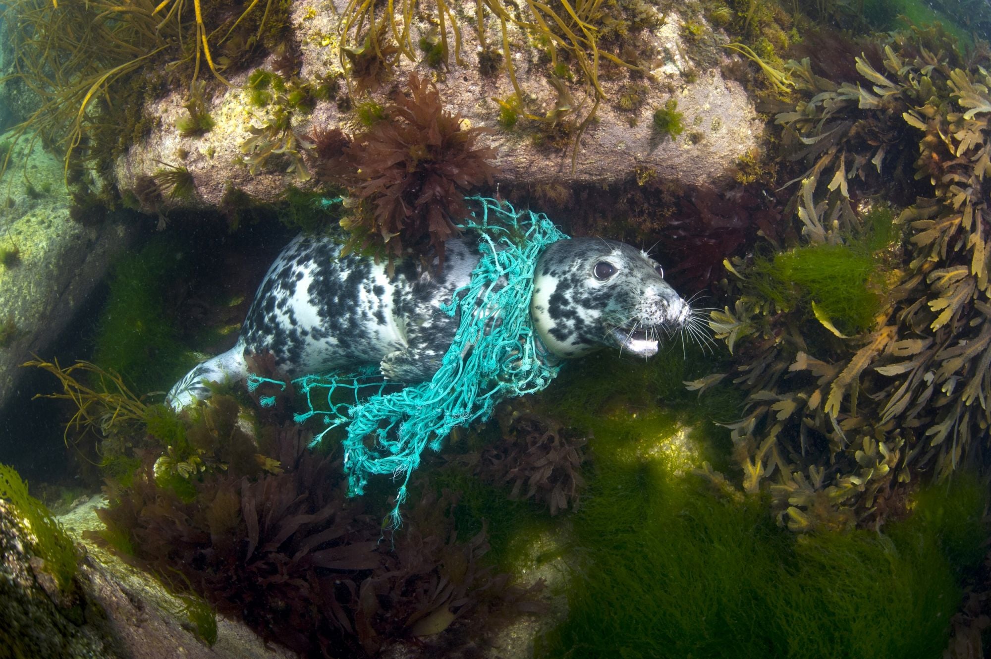 Marine animals affected by litter and plastic in the ocean