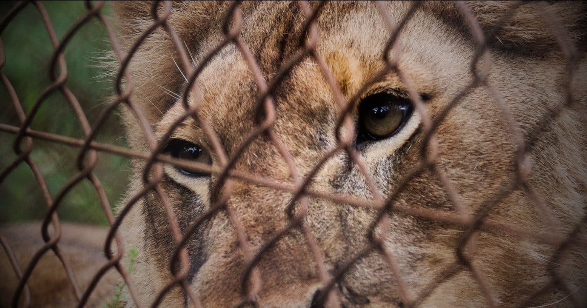 Animal feelings and the hard facts that we don't admit