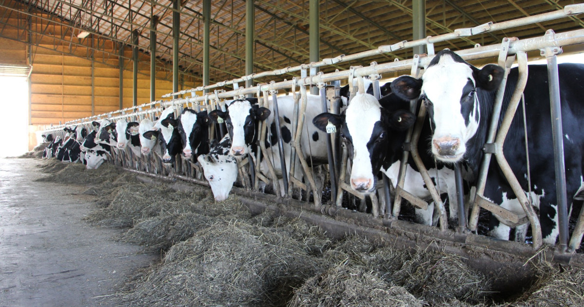 Ending Factory Farming: Cows and Calves