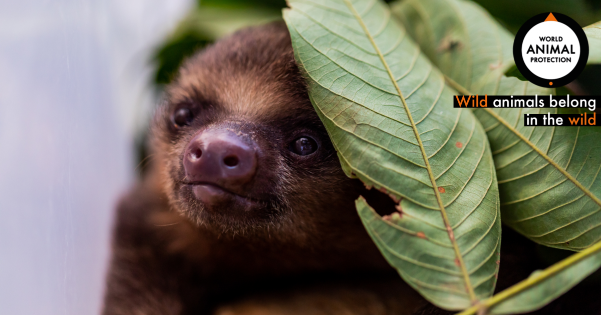 Beautiful wild animal Zoom backgrounds for meetings and calls