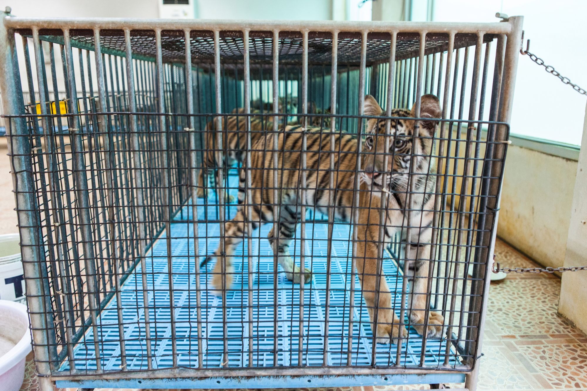 Fear for tigers, as company behind cruel Tiger Temple plans to open a ...