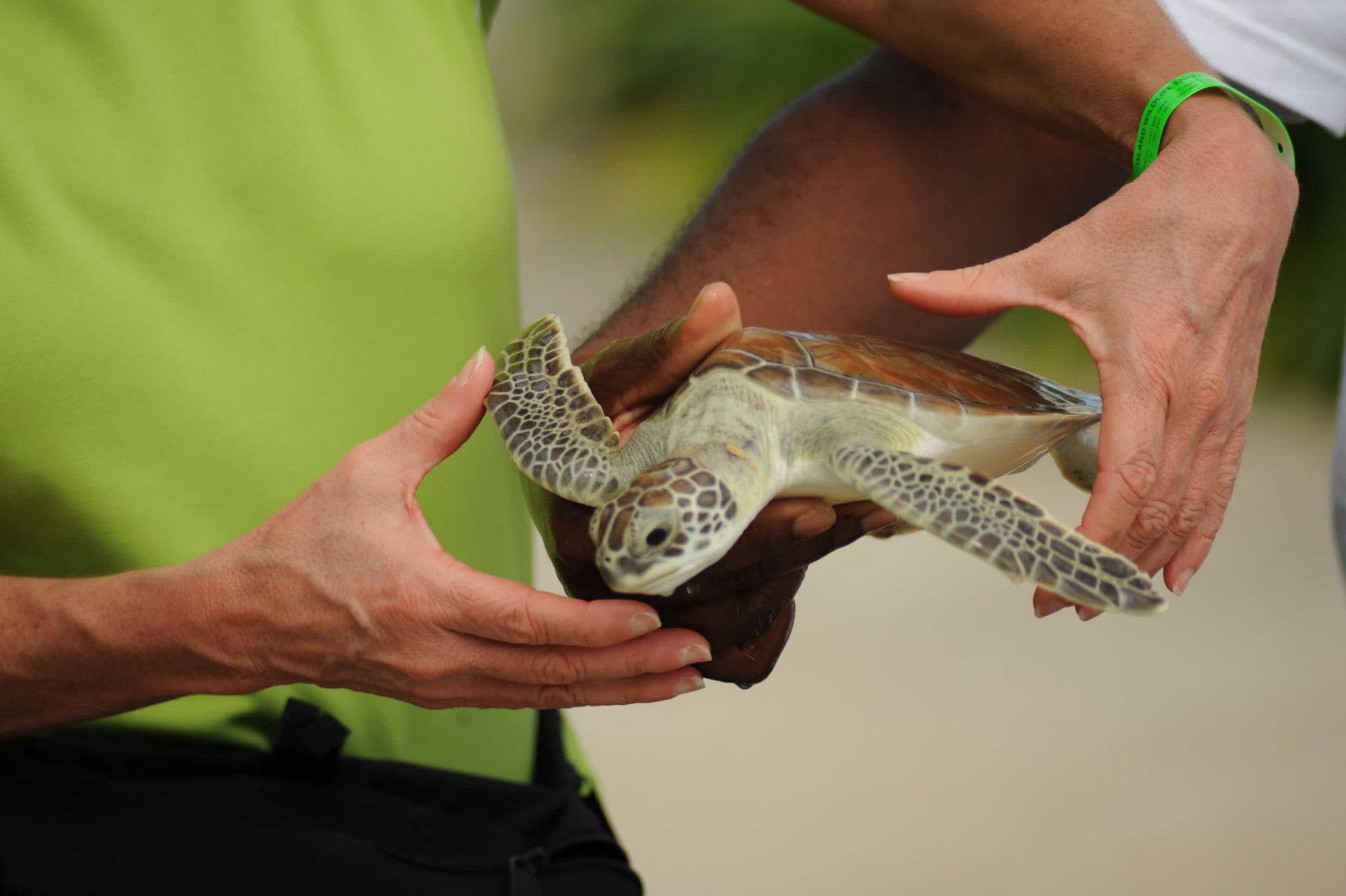 Outrage on World Turtle Day, as Carnival Cruise Line continues ...