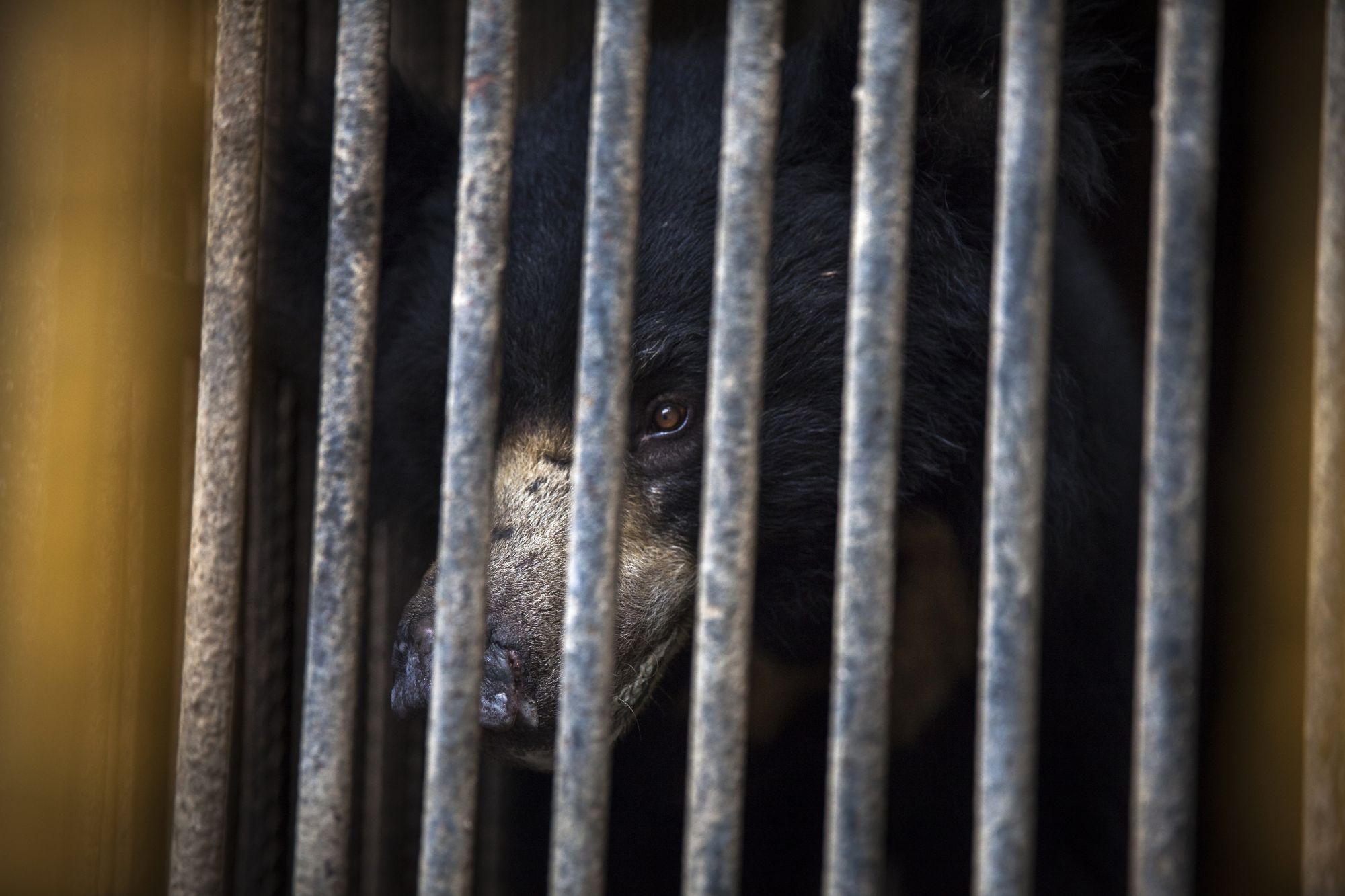 Rangila the ‘dancing bear’ finally arrives safely at sanctuary