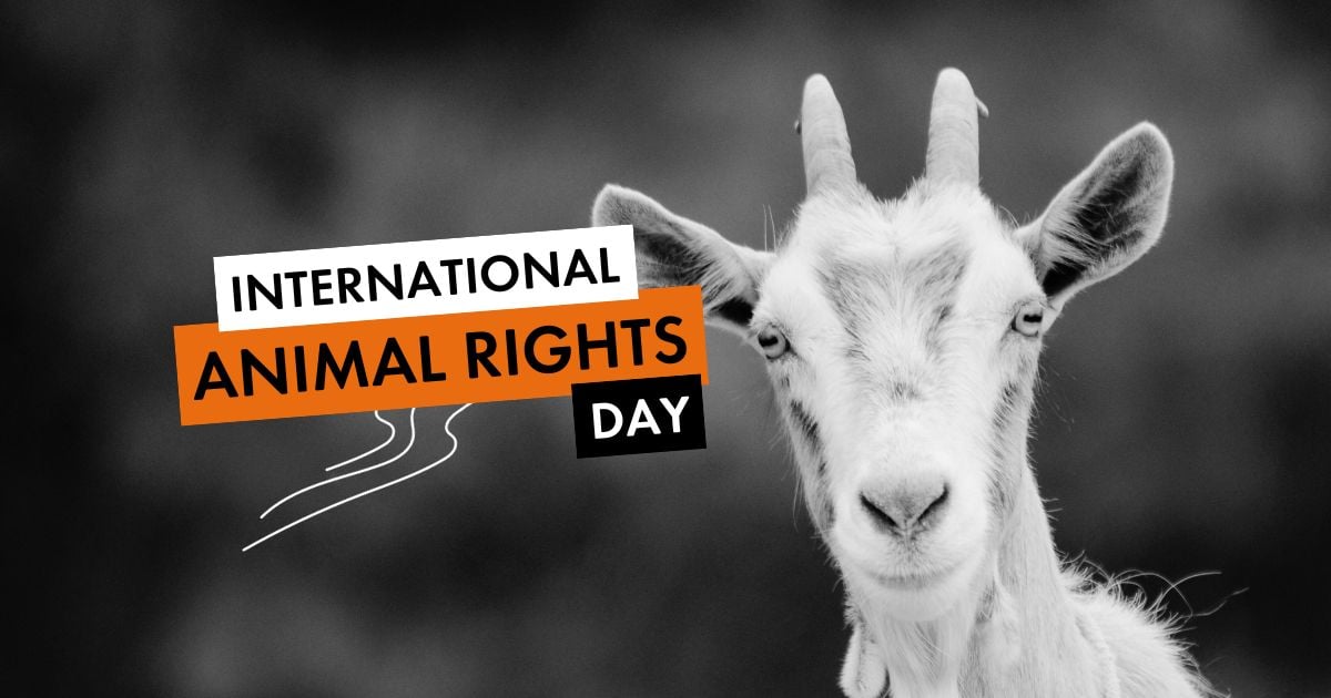 International Animal Rights Day | World Animal Protection