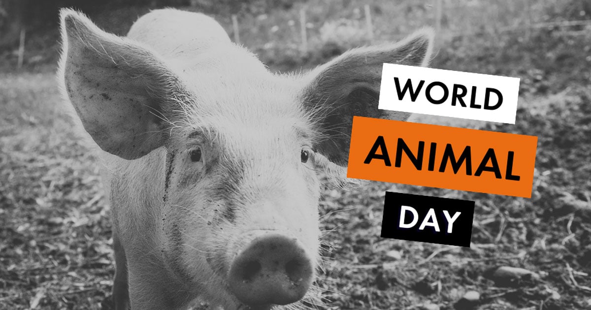 World Animal Day | Improving Animal Welfare Standards