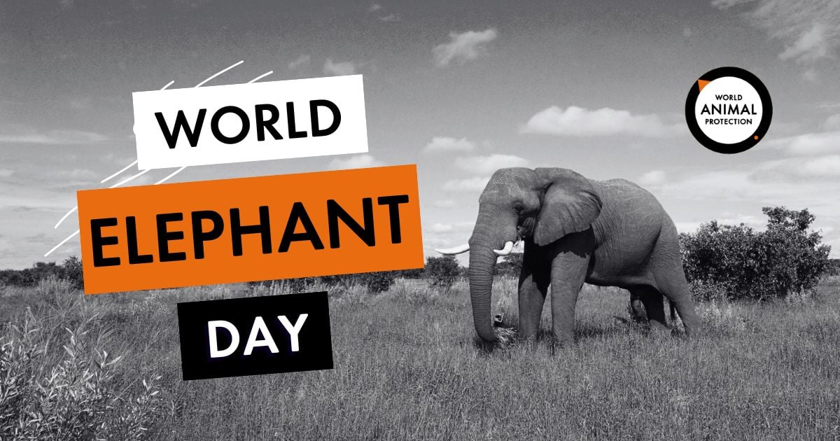 World Elephant Day August 12 | Awareness and Advocacy