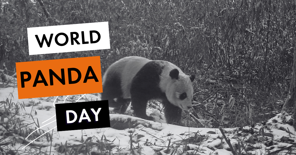 National Panda Day March 16th | World Animal Protection