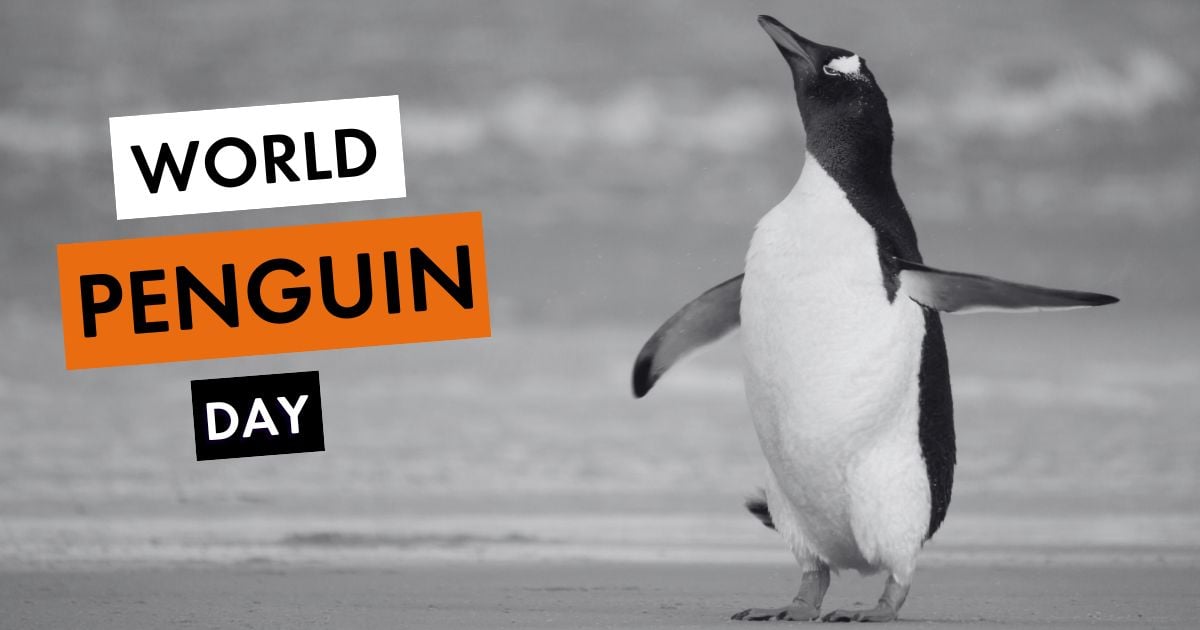 World Penguin Day April 25th | World Animal Protection
