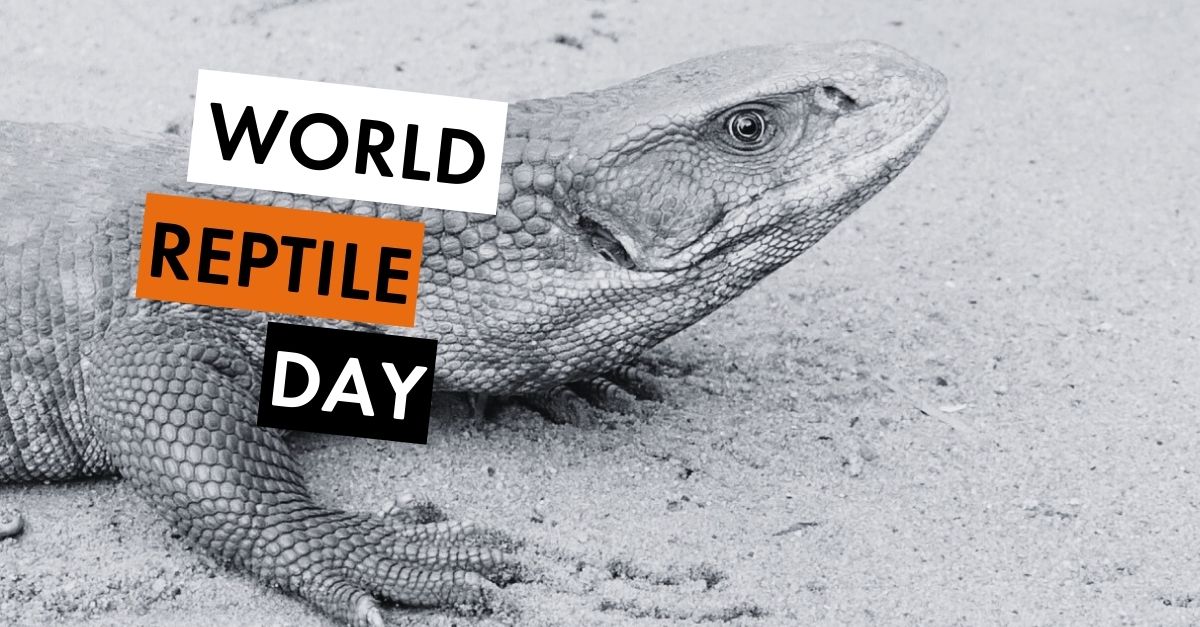 World Reptile Day: Awareness for Reptiles World Reptile Day: Awareness for Reptiles
