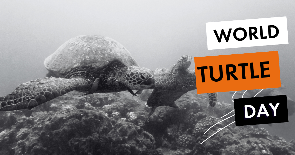 World Turtle Day May 23rd | World Animal Protection