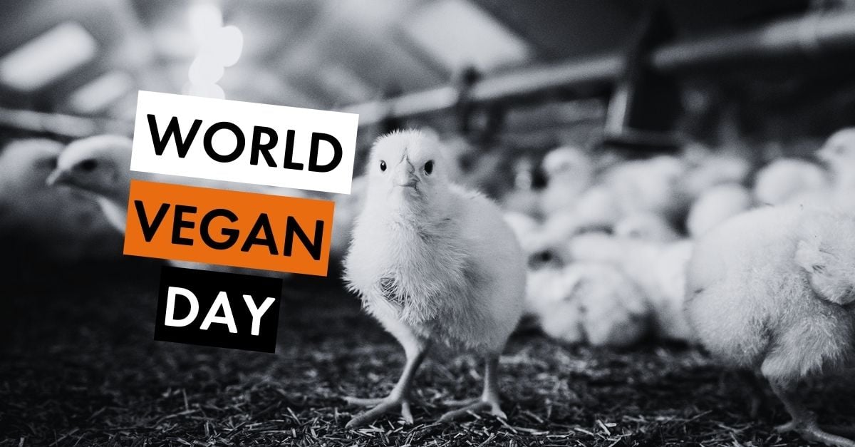 World Vegan Day: Promoting Veganism for Animal Welfare