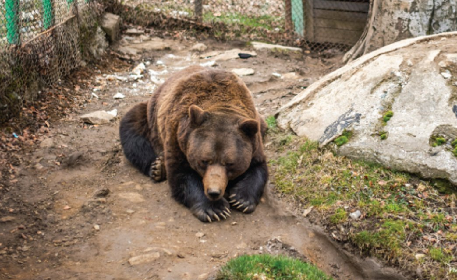 Demand action: Romanian bear Baloo needs your help