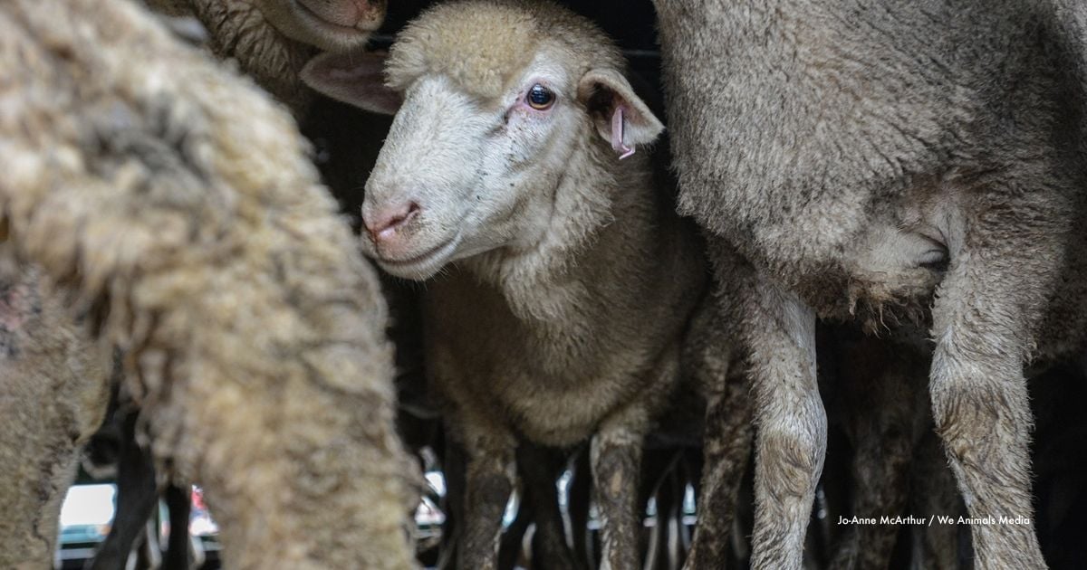 Thousands of sheep and goats die after ship sinks in Oman