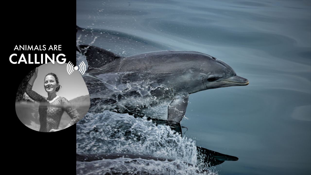 Understanding Sentience In Marine Mammals | World Animal Protections