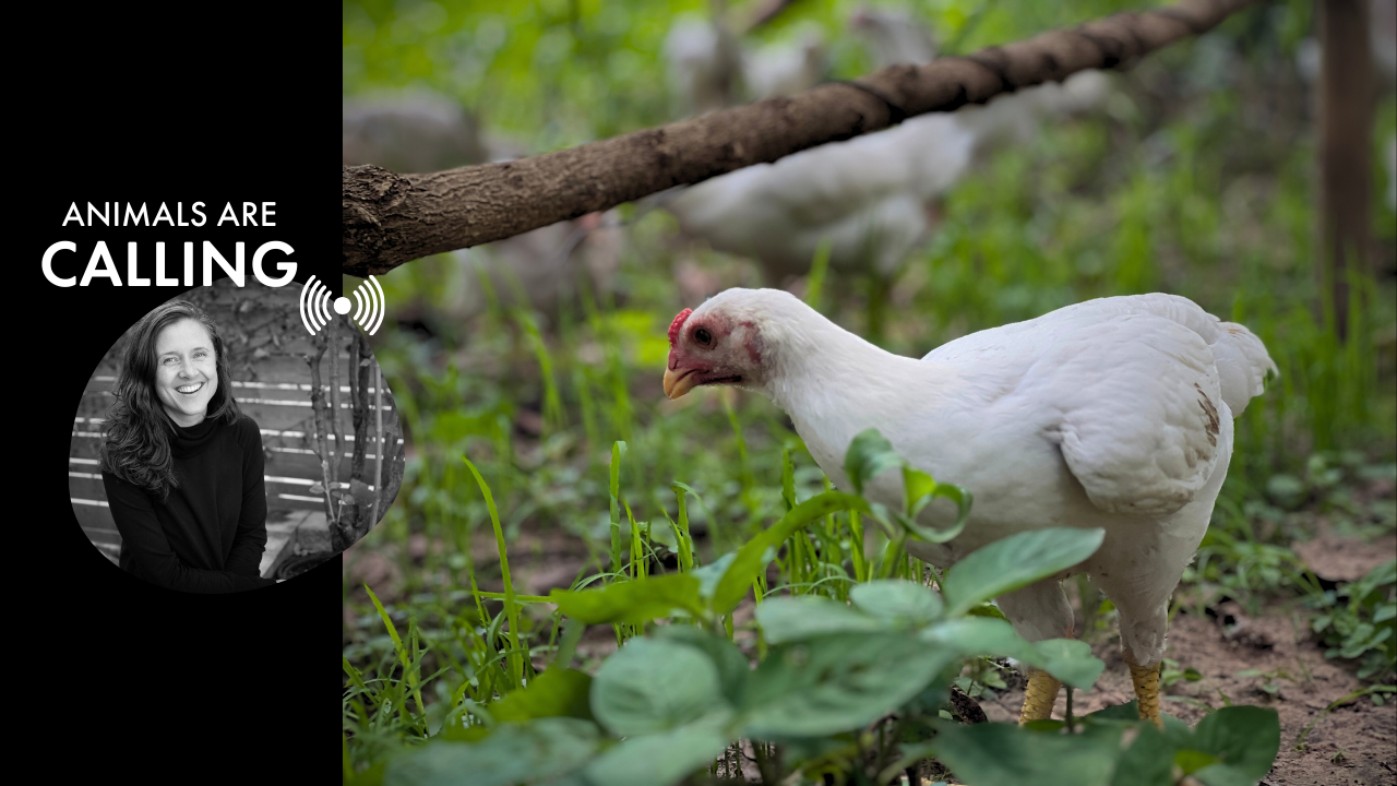 “Meat Animals” are Living Individuals | World Animal Protections