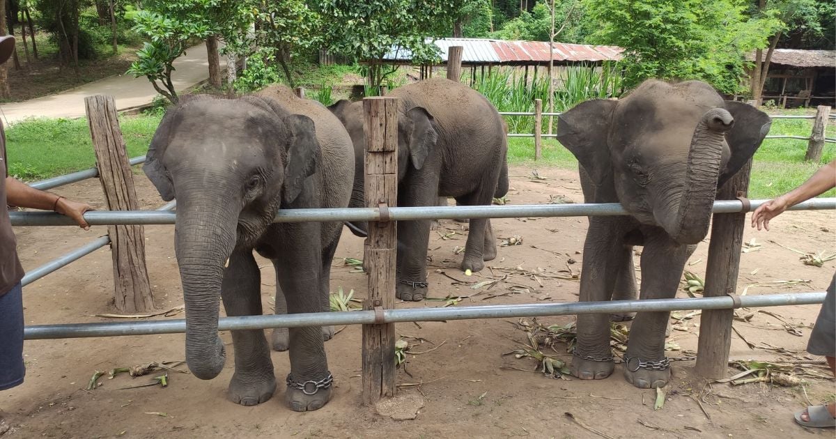 Captive elephants still suffering in Thailand, but new report finds ...