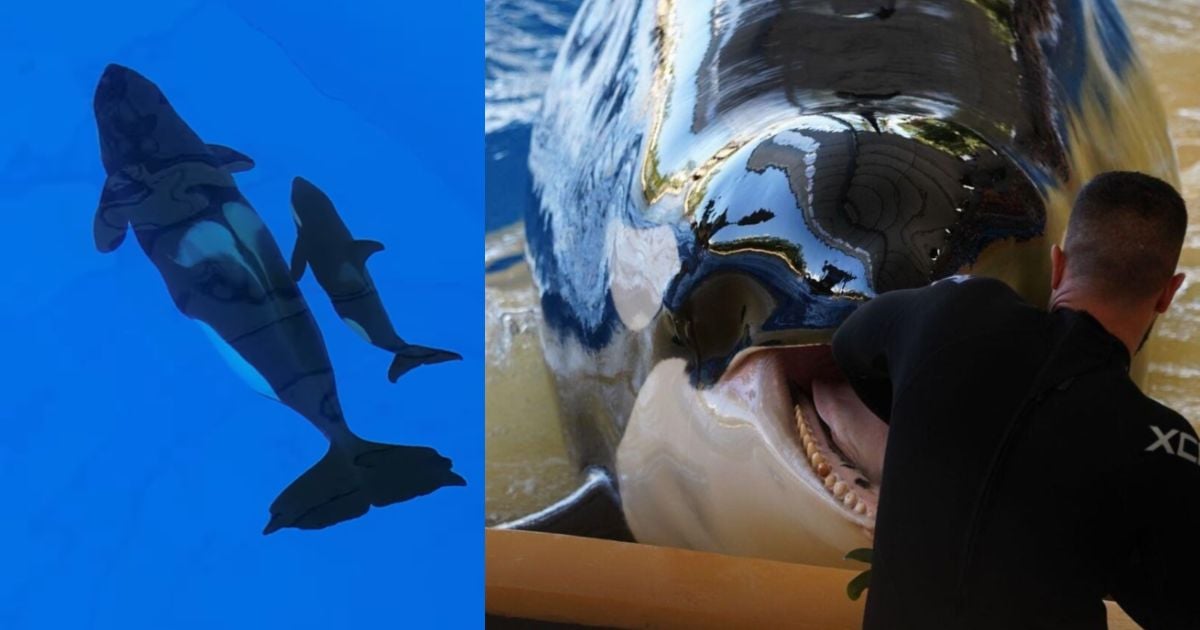 Morgan gives birth: another orca trapped in Loro Parque captivity