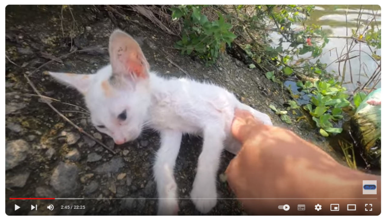 Are Animal Rescues You See Online Real? | World Animal Protection