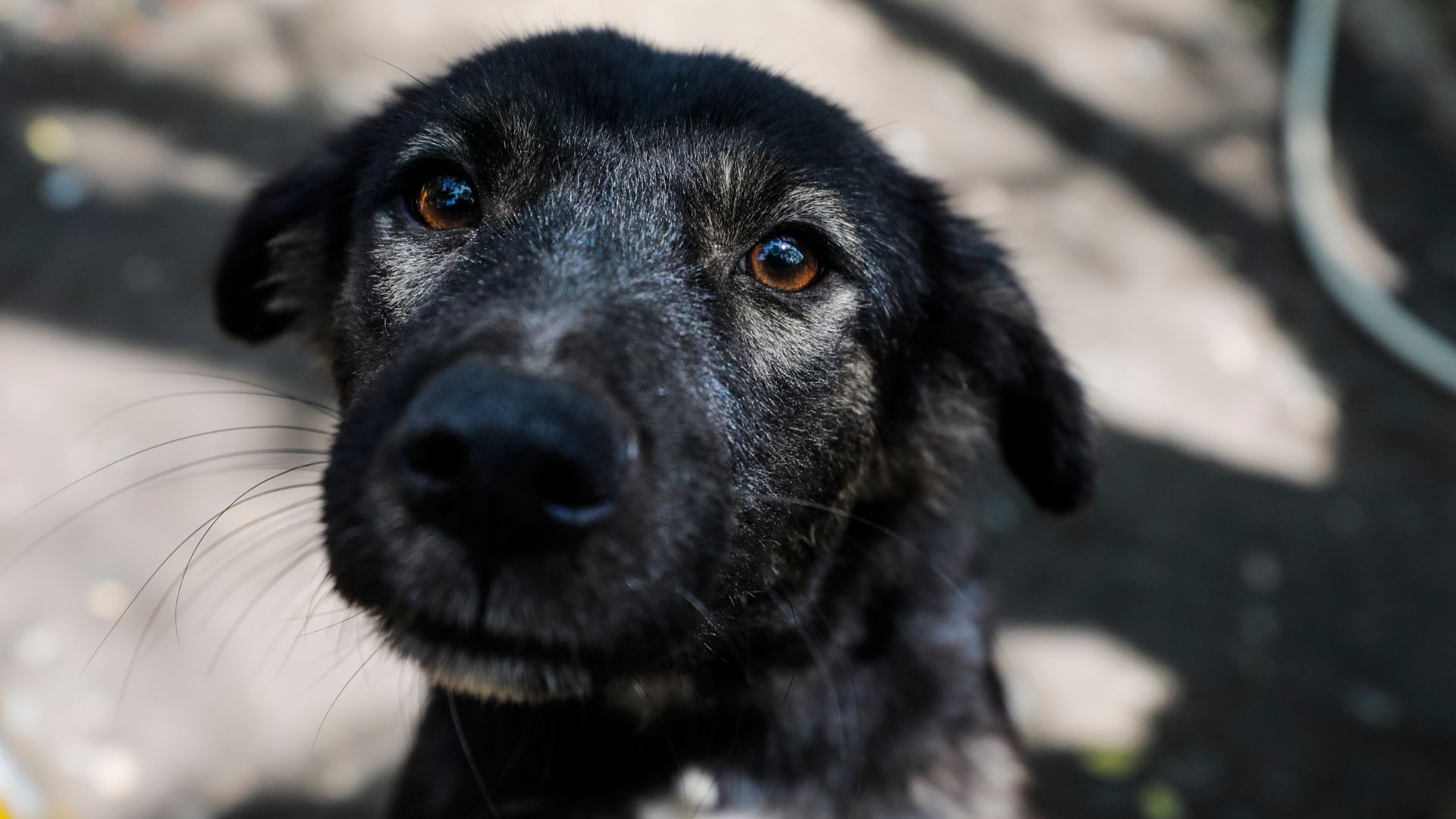 Millions of stray dogs at risk with new bill in Türkiye